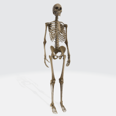 Human Skeleton 3D Model Free glb Download - Get3DModels